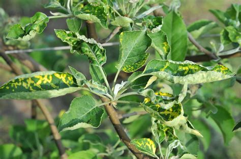 Cedar Apple Rust What It Is And How To Identify It On Your Apple Trees