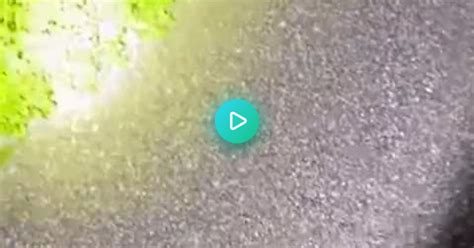Python Hunter Fights A 19 Foot Long Python Album On Imgur