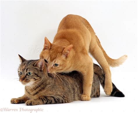 AMYCATZ BILA KUCING BALIGH NAK MENGAWAN