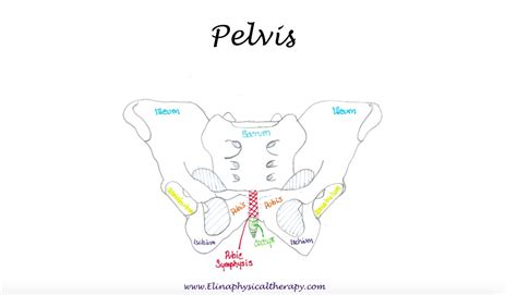 Symphysis Pubis Dysfunction Elina Physical Therapy
