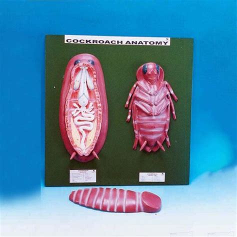 Cockroach Anatomy Supertek Edu