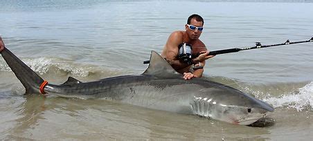 Shark Rods