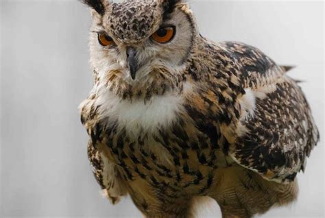 What Do Mosquito Hawks Eat Birdzfly