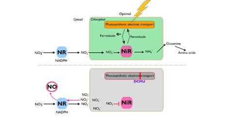 Schematic Representing The Linkage Between No Production And Nitrite