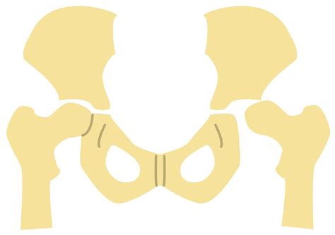 Horse Hip Out Of Socket At Lois Katz Blog