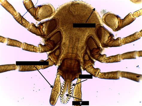 Bio 361 Week 2 Lab Flashcards Quizlet