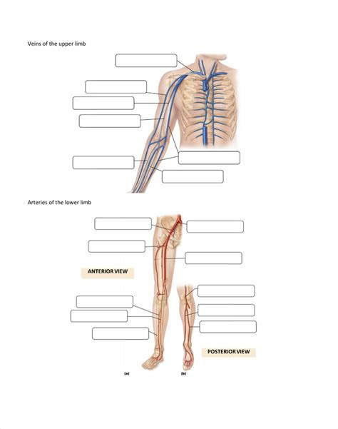 Bio 211 Lab Exam 1 Diagram Quizlet
