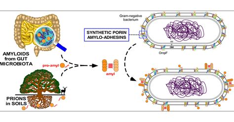 Porins Ompc And Phoe Of Escherichia Coli As Specific 54 Off