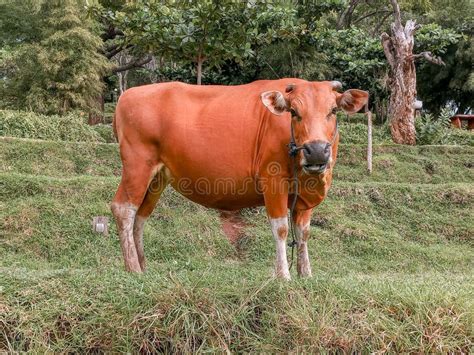 The Bali Cattle And X28 Bos Javanicus Domesticusand X29 Have A Hump A White Rump Patch Stockings
