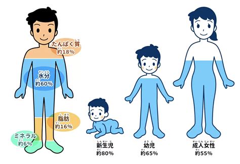 人のからだの構成要素