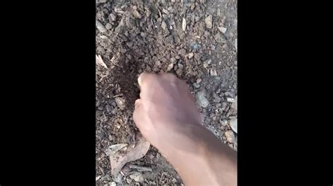 Asi Sembramos En El Campo 🌼🚜