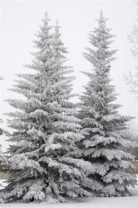 Snowy Evergreens Winter Evergreen With A Dusting Of Snow