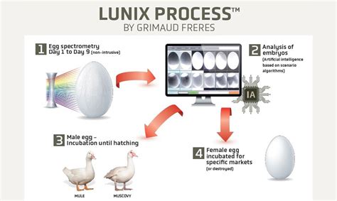 Sexing in egg a world first for ducks by Grimaud Frères Grimaud Freres