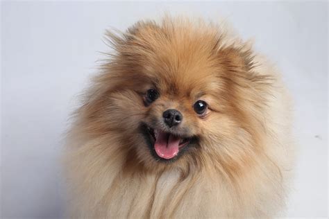 گالری عکس پامرانین خرسی فروشگاه اینترنتی پامر گروپ پامرانین