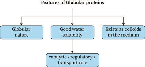 Globular Protein Bartleby