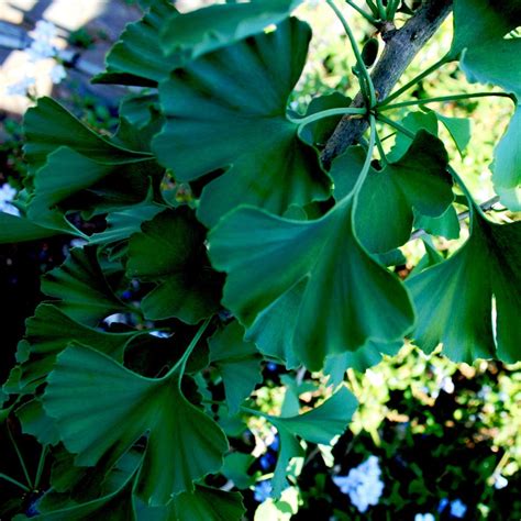 Ginkgo Biloba Jn9 ~ Sky Tower™ Ginkgo Jtsop Farms