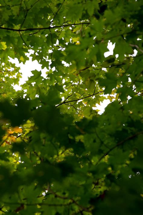 Maple Tree Canopy Free Photos On