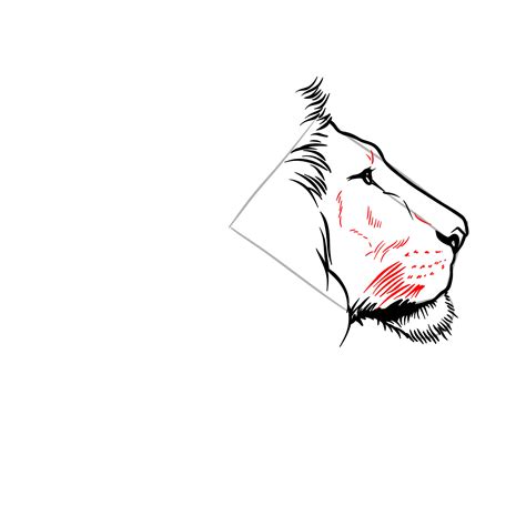 How To Draw A Lion Head Side View