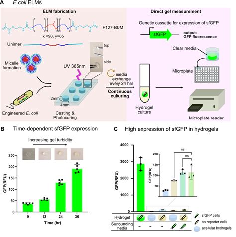 Figure 1 From Gene Expression Dynamics In Input Responsive Engineered Living Materials