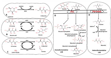Fig 4 Production Of Mannitol