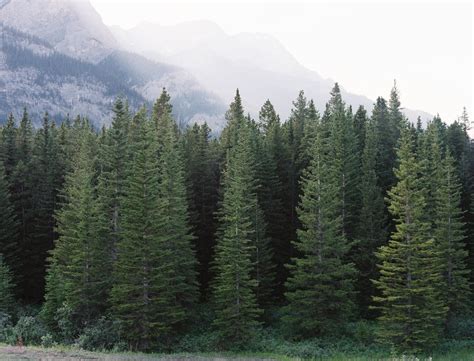 Kinfolk Types Of Evergreen Trees Evergreen Trees Evergreen
