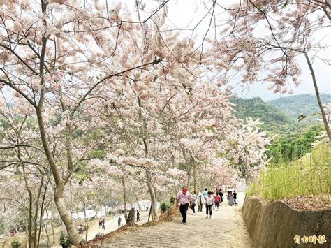 嘉義縣阿拉伯粉紅村 3000株花旗木盛開人潮爆滿 生活 自由時報電子報
