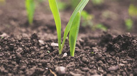 Host Parasite Relationships Microbial Associations Everything