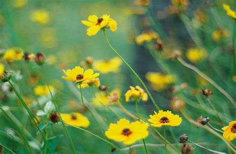 รูปภาพ ธรรมชาติ ปลูก สนาม ทุ่งหญ้า แสงแดด พฤกษศาสตร์ สีเหลือง ดอกไม้ป่า การถ่ายภาพ