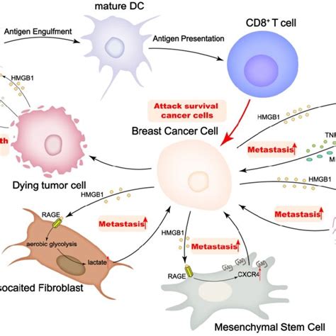 Hmgb1 Plays Important Roles On Regulating The Interactions Of Breast