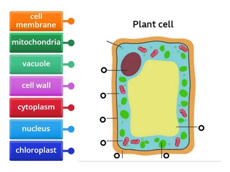 Plant Cell Labelled Diagram