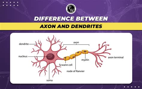 Difference Between Axon And Dendrites Functions In Nerve Cell