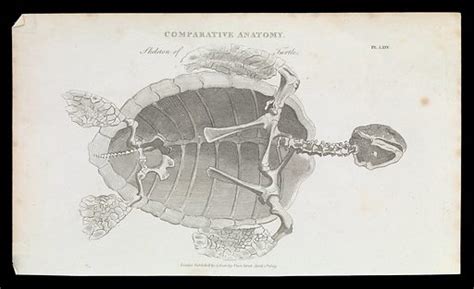 Turtle Skeleton Anatomy