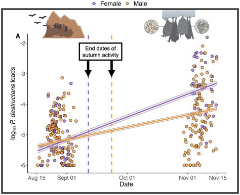 Activity Patterns During The Mating Season Predict Sex‐biased
