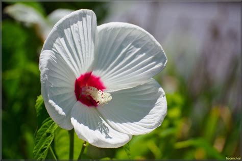 アメリカフヨウ 亜米利加芙蓉 GANREF