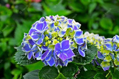Premium Photo Hydrangea Macrophylla In The Garden