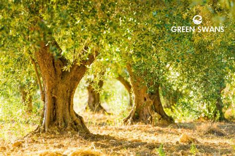 ΕΛΑΙΟΚΑΛΛΙΕΡΓΕΙΑ Η αναγεννητική γεωργία ως λύση στην κλιματική κρίση