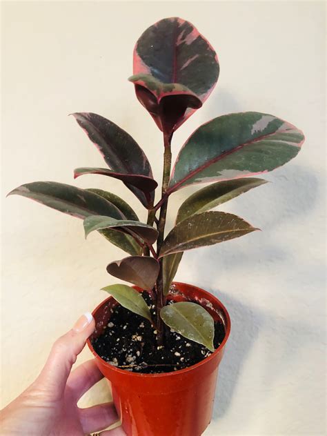 Ficus Decora Ruby