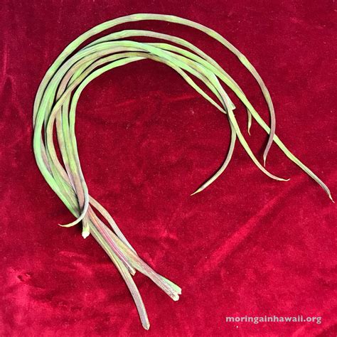 Young Moringa Seed Pods Cooked With Buckwheat Moringa In Hawaii