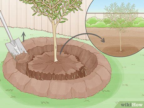 3 Ways To Prune Roots WikiHow