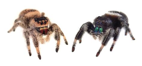 Sexed Pair Regal Jumping Spider Phidippus Regius Captive Bred