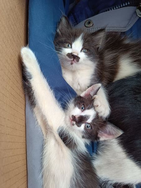 Девочка с бантиком и мальчик с кляксой на носу очень ищут дом Родились на предприятии кушают