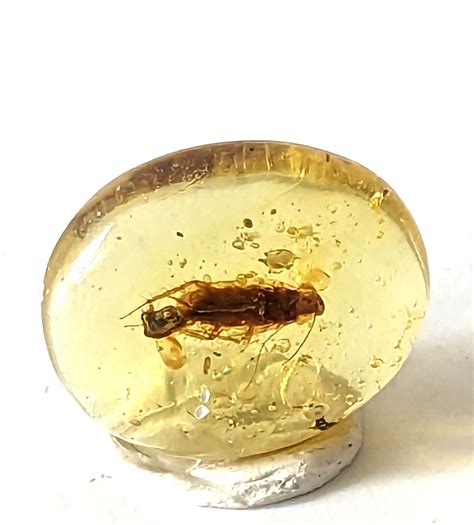 Amber With Insects • 610 Clear Cockroach