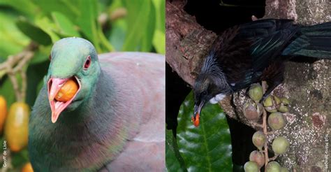 Different Bird Species Can Occupy The Same Habitat Without Competing