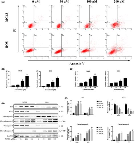 Nctd Promotes Apoptosis In Os Cell Lines A Two Os Cell Lines Were