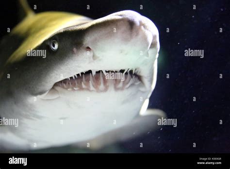 Bull Shark Teeth