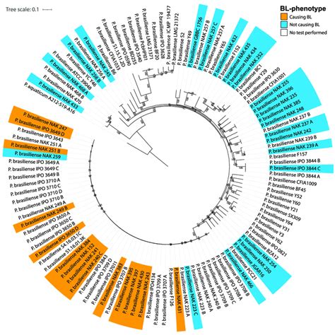 Maximum Likelihood Core Snp Phylogenetic Tree The Tree Was Inferred On