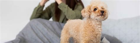 Veterinarian In Topsham Me Androscoggin Animal Hospital