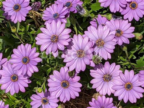 薄紫の花 No 4854011｜写真素材なら「写真ac」無料（フリー）ダウンロードok