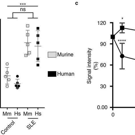 Antibodies Targeting Mitochondrial Dna In Sle A Anti Mitochondrial Download Scientific