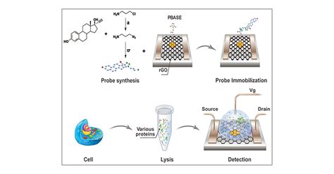 A Drug Molecule Modified Graphene Field Effect Transistor Nanosensor For Rapid Label Free And